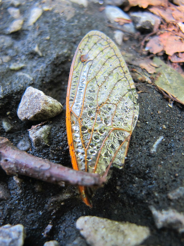 On cicada wings | lit bits and pieces