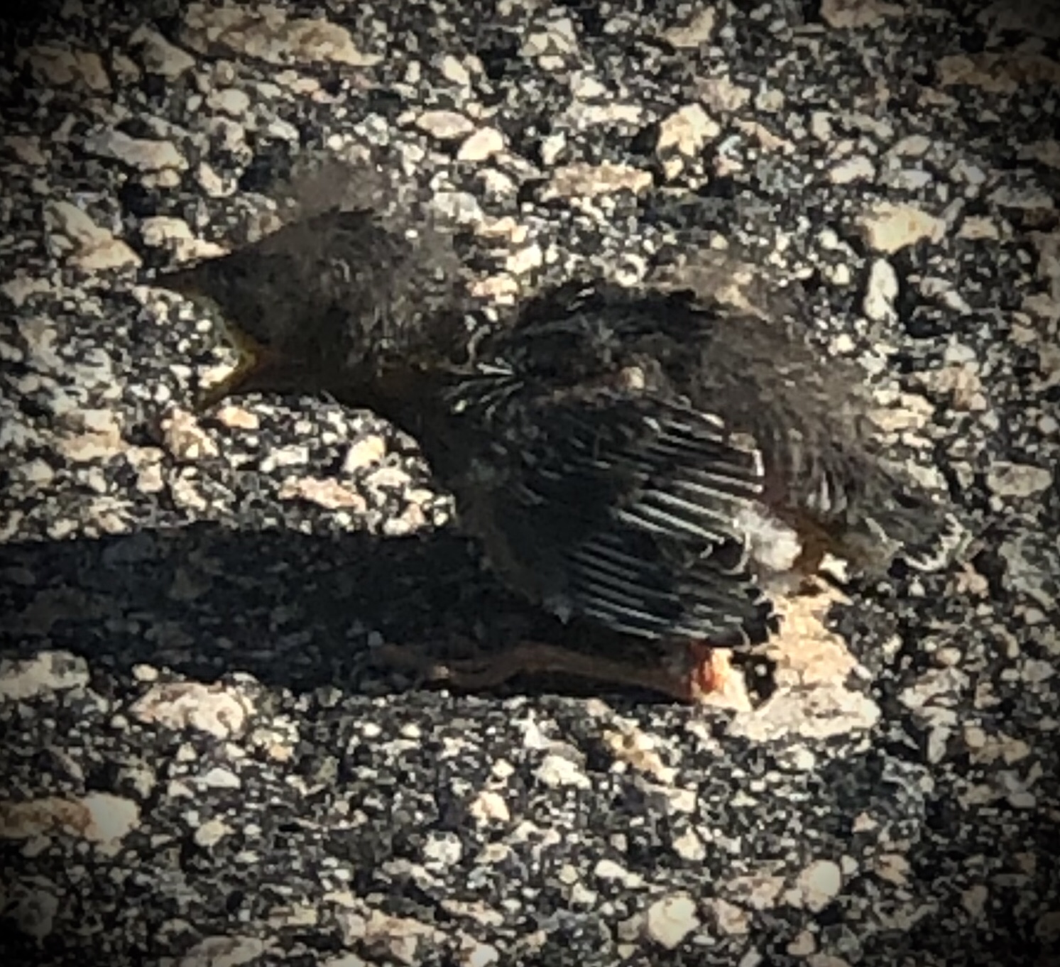 The fledgling | lit bits and pieces