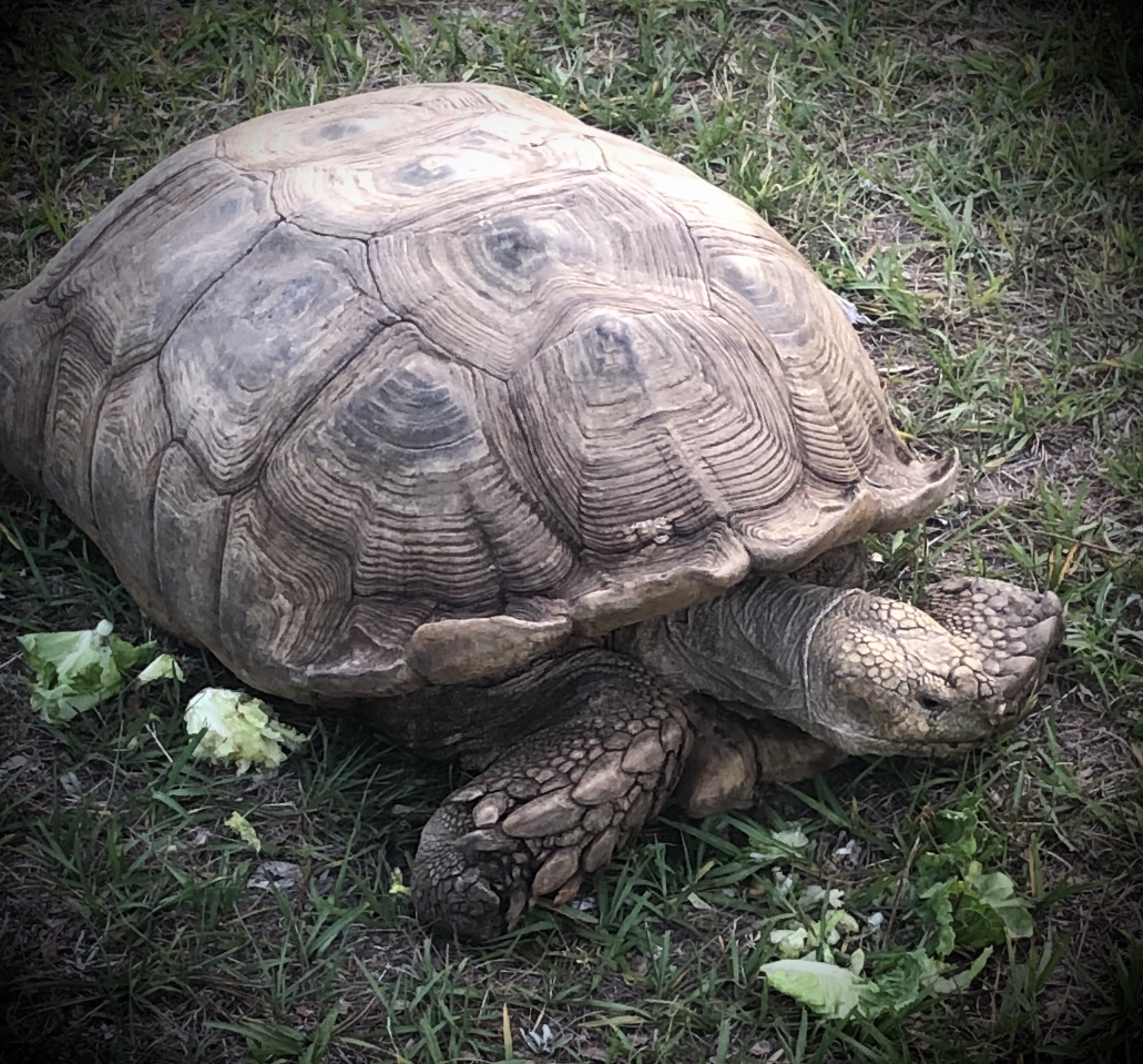 To today and the tortoise | lit bits and pieces