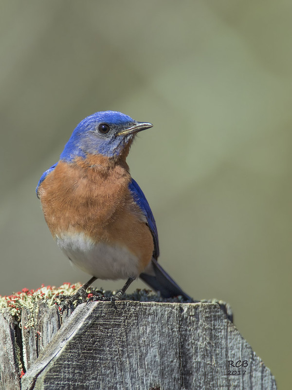 First bluebird | lit bits and pieces