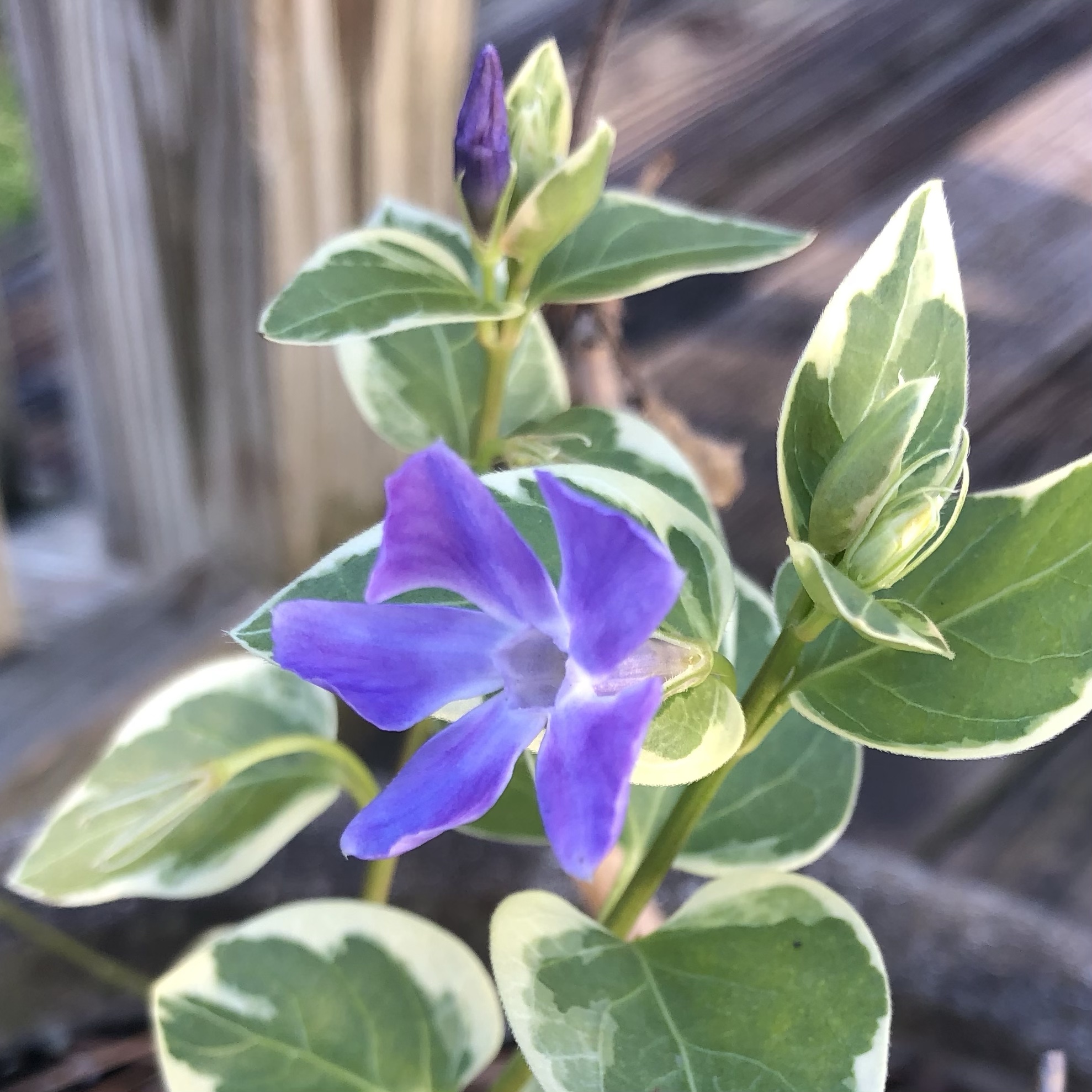 Periwinkle | lit bits and pieces