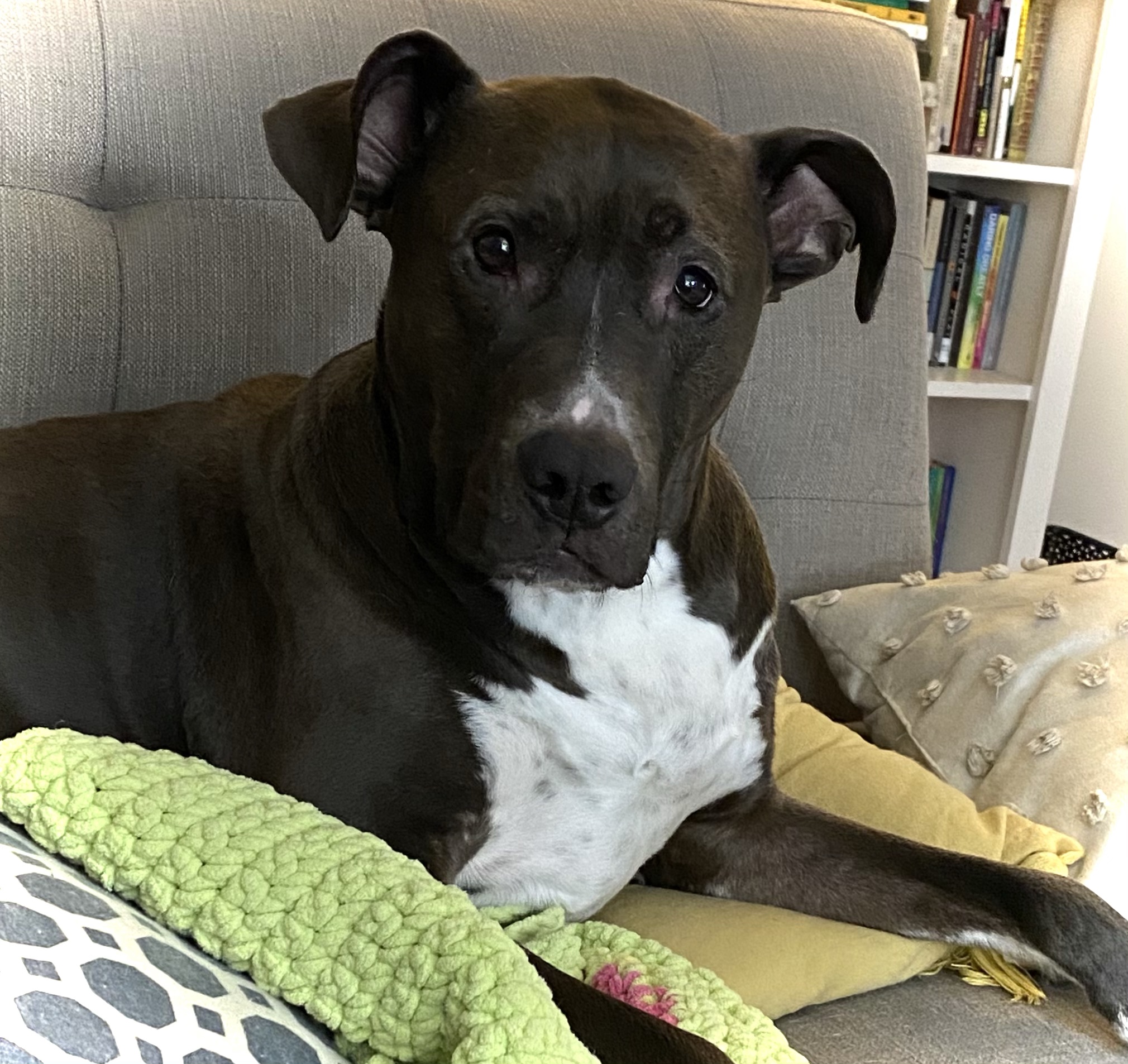 Airing of a grievance (Henry writes) | lit bits and pieces