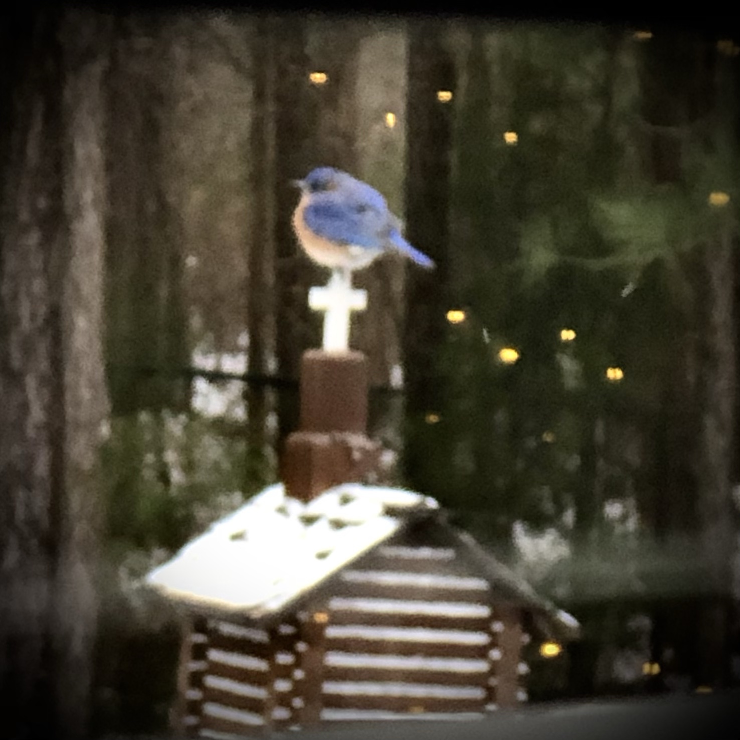 Winter bluebird (etheree poem) | lit bits and pieces