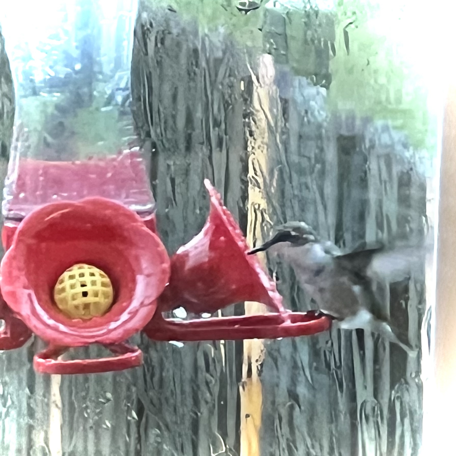 Of hummingbirds and hurricanes | lit bits and pieces