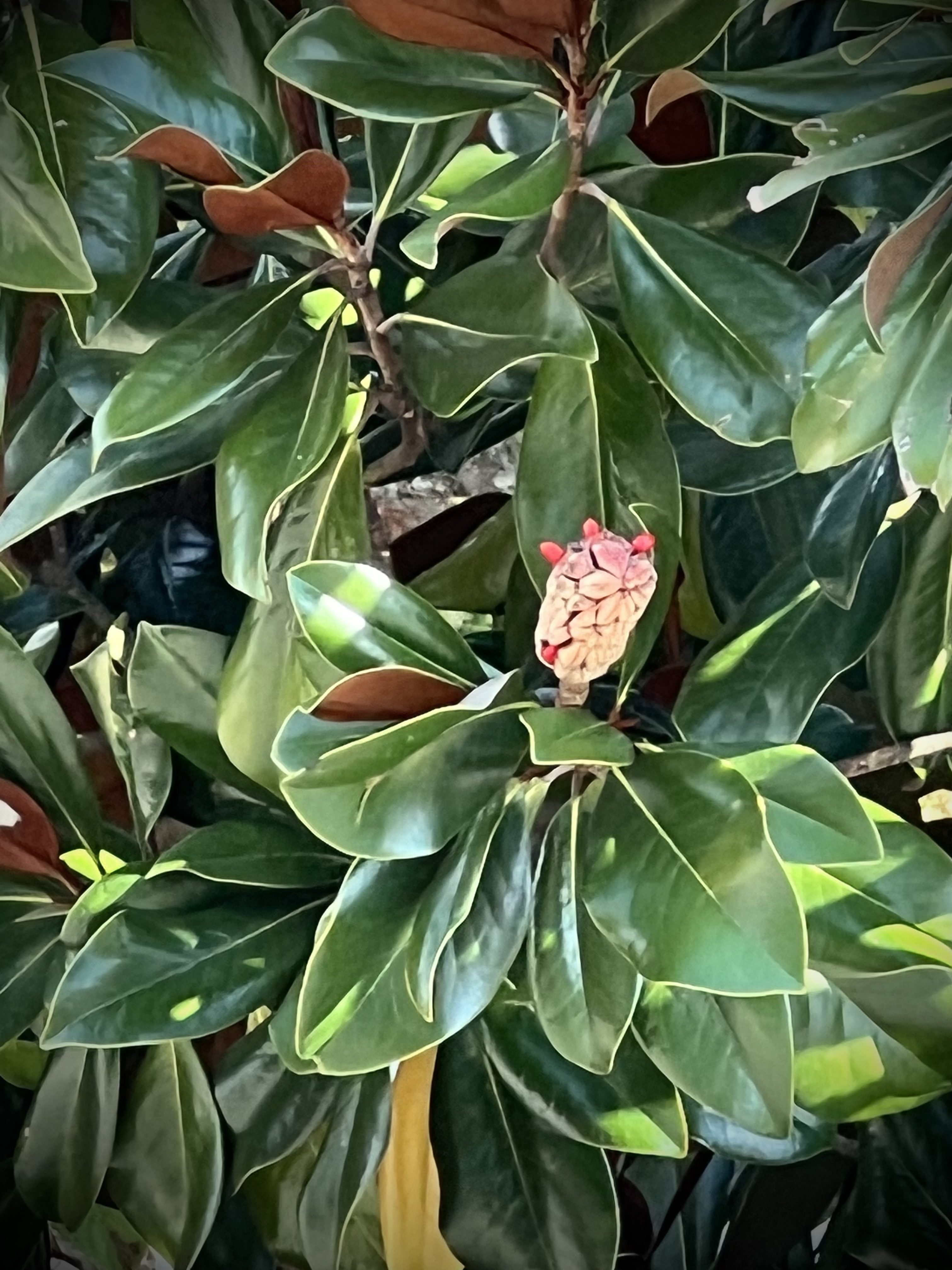 Magnolia haiku | lit bits and pieces