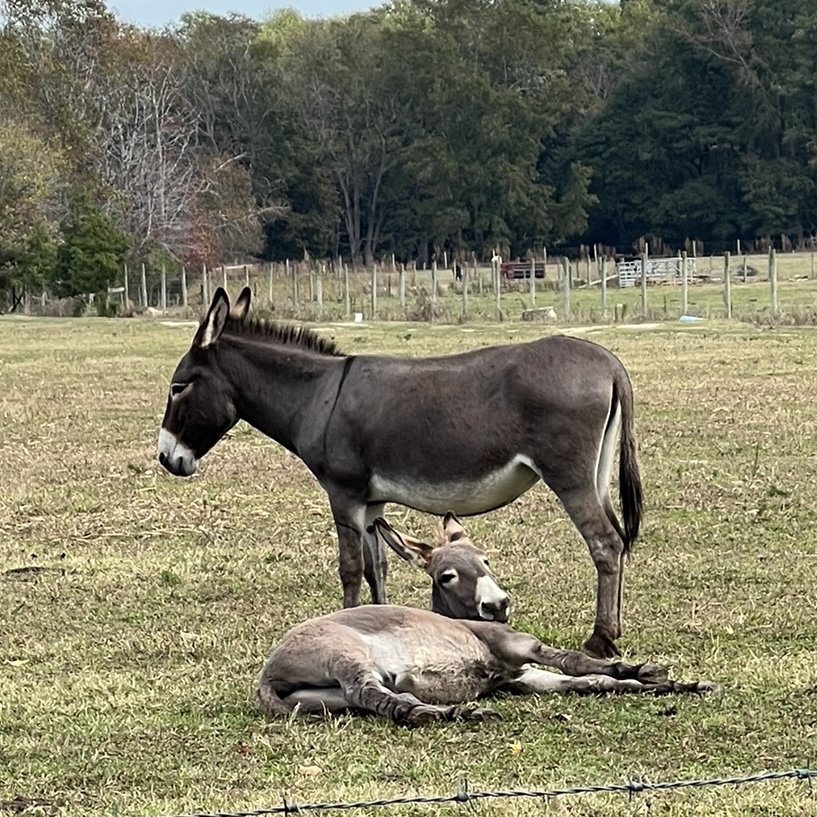 Donkey haiku | lit bits and pieces