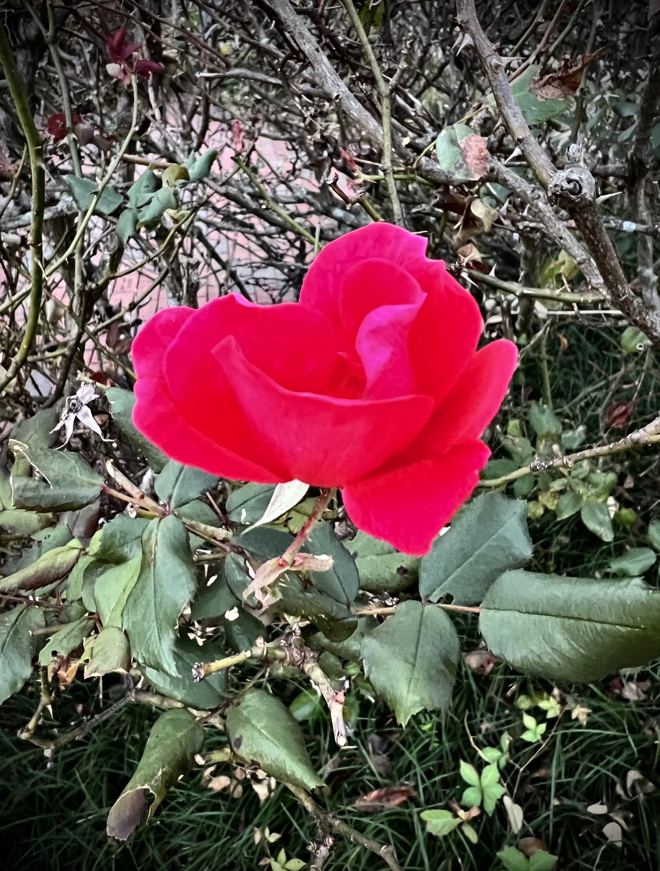 Autumn rose | lit bits and pieces