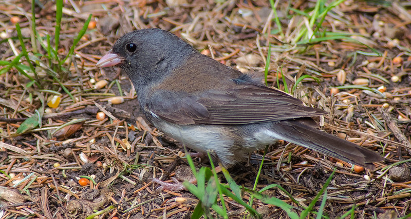 Juncos | lit bits and pieces