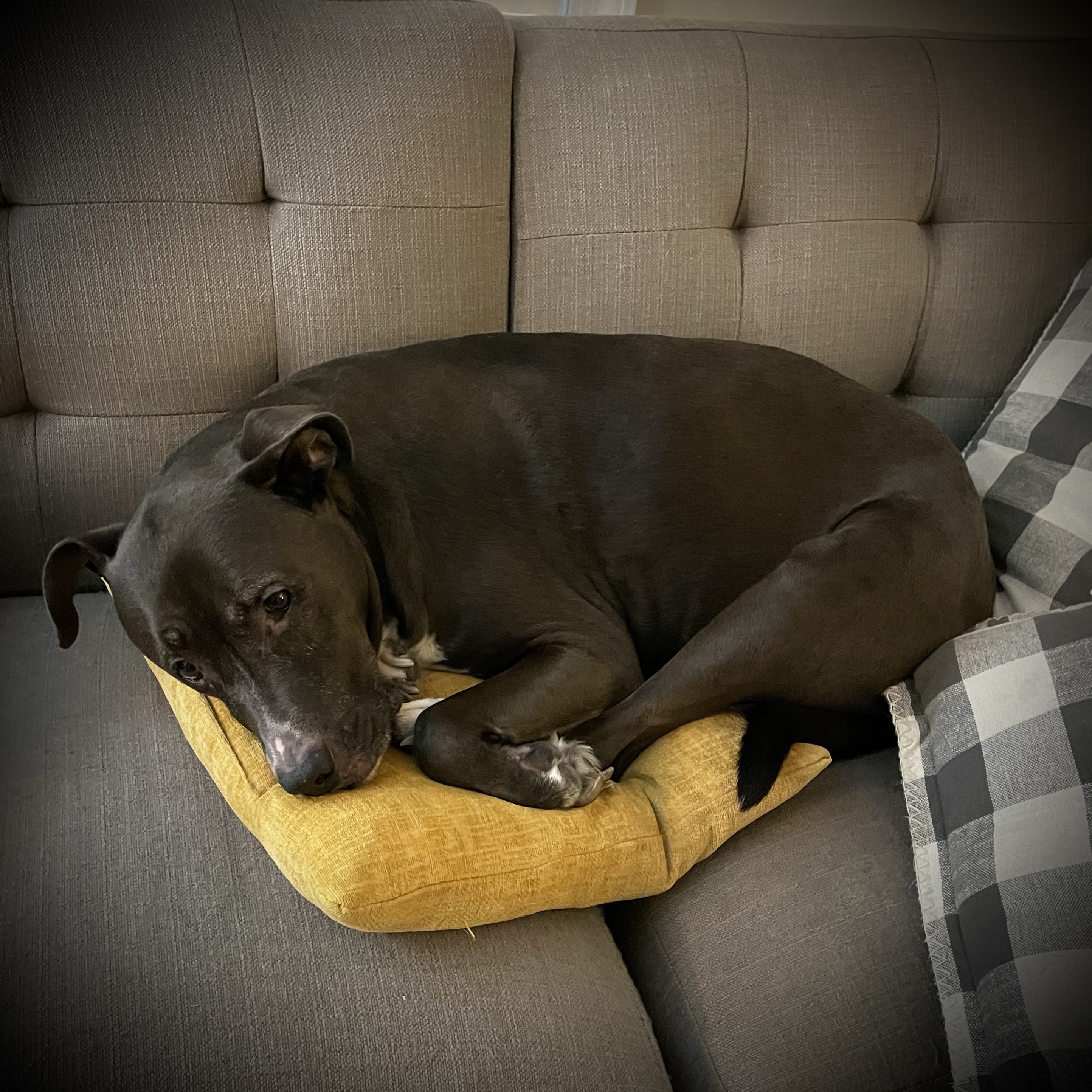 Doggerel | lit bits and pieces