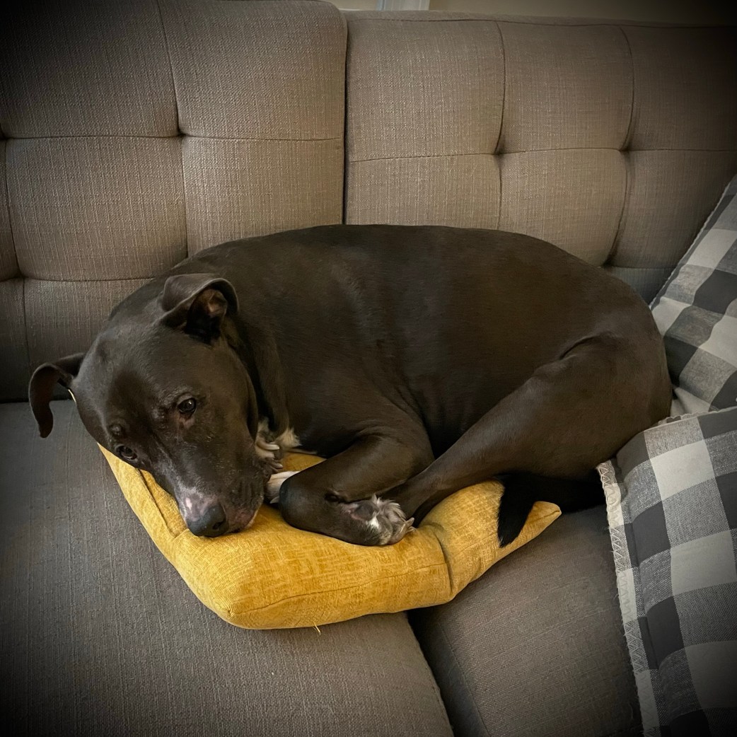 Doggerel | lit bits and pieces