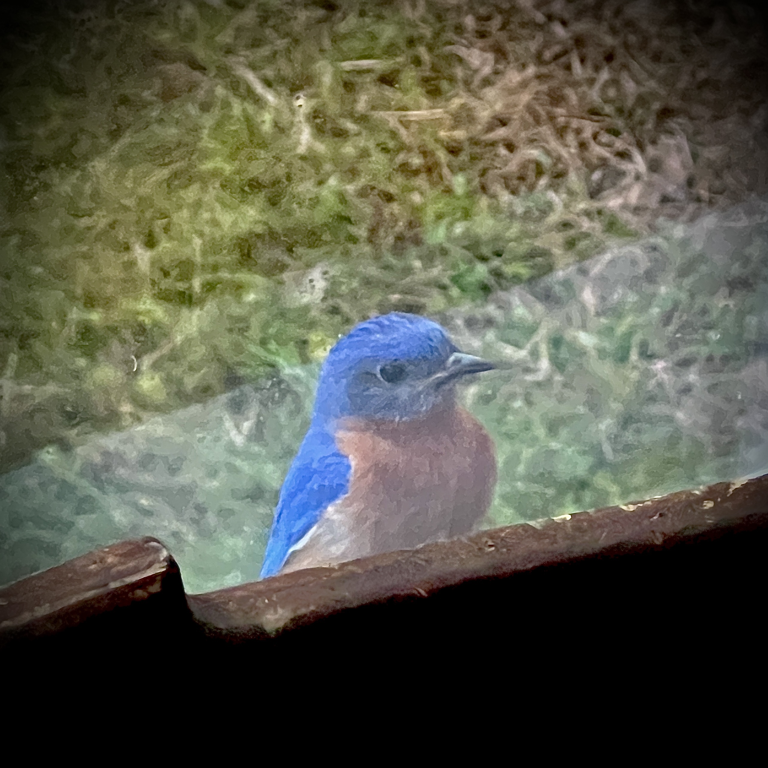 Happy Birdday | lit bits and pieces